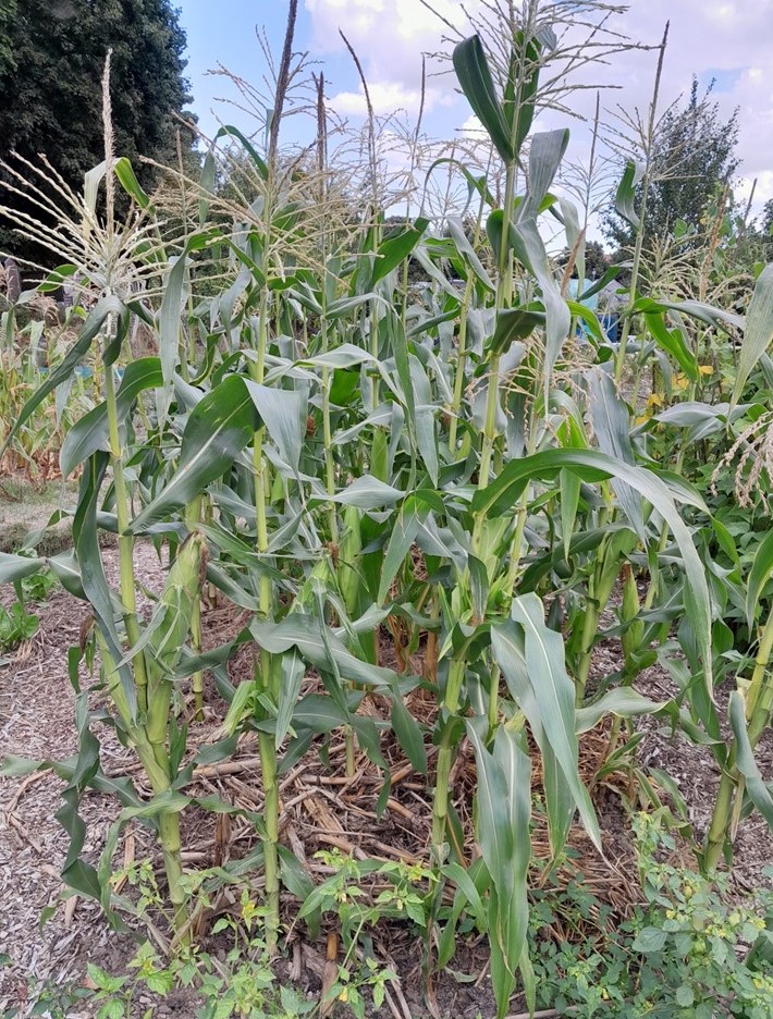 Advantages for gardeners of modern plant varieties - Participatory ...